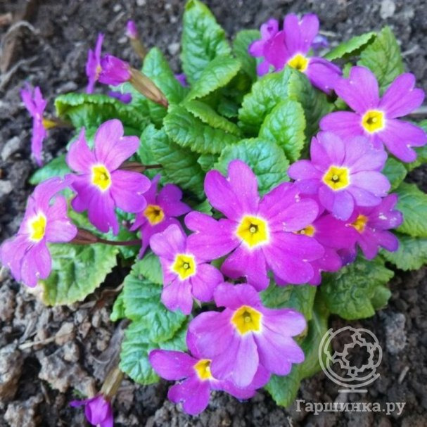 Примула обыкновенная сиреневая купить в Москве по низкой цене ...