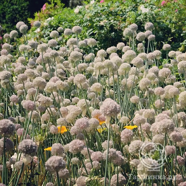 Лук декоративный Пинг Понг 5 шт. купить в Москве по низкой цене ...