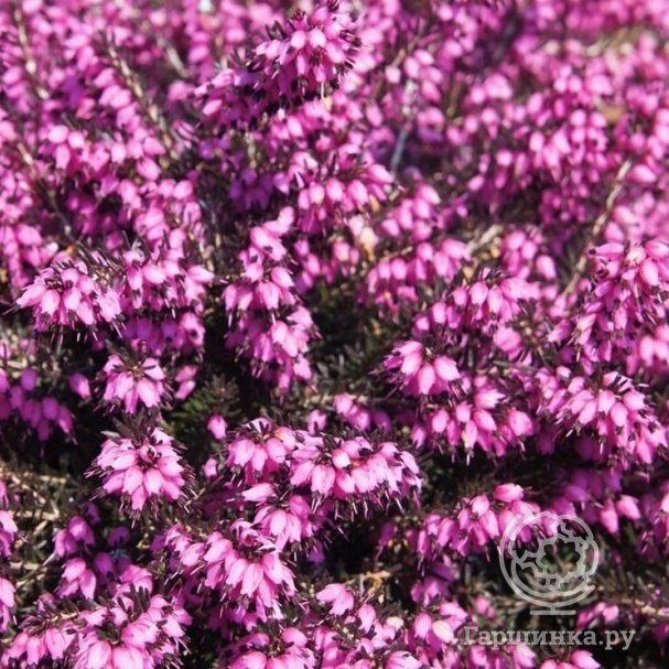 Эрика Крамерс Рот купить в Москве по низкой цене - интернет-магазин ...