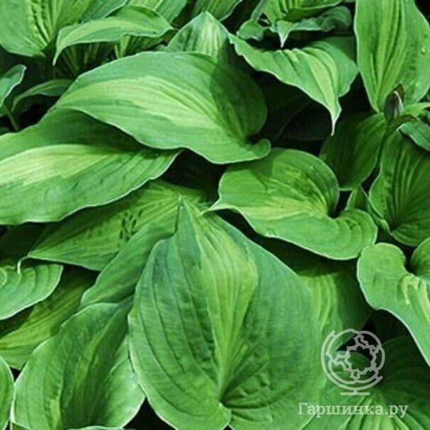 Хоста Элизабет Кемпбелл (ML) купить в Москве по низкой цене - интернет ...