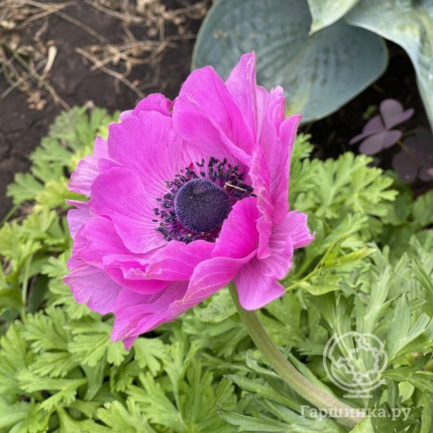 Анемона (Ветреница) Сильфида 1 шт купить в Москве по низкой цене ...