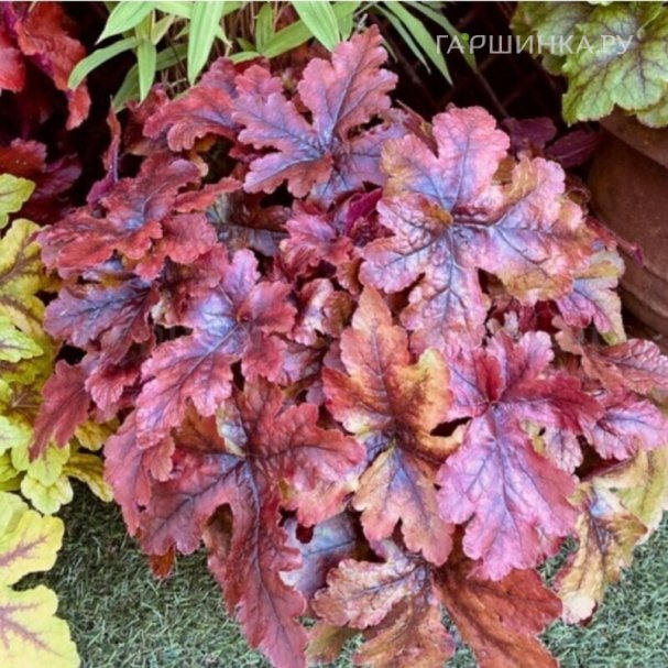 Гейхерелла Поп Арт купить в Москве по низкой цене - интернет-магазин ...