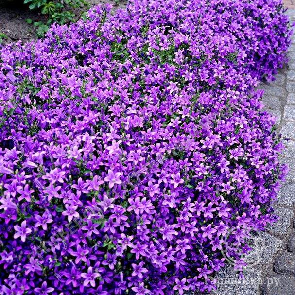 Колокольчик Портеншлага купить в Москве по низкой цене - интернет ...