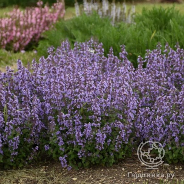 Котовник Фассена Катс Пажамас купить в Москве по низкой цене - интернет ...