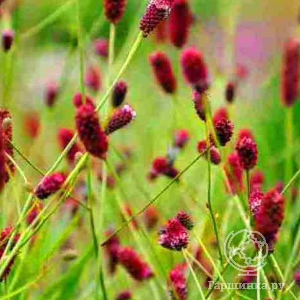 Кровохлебка Ред Сансет лекарственная купить в Москве по низкой цене ...