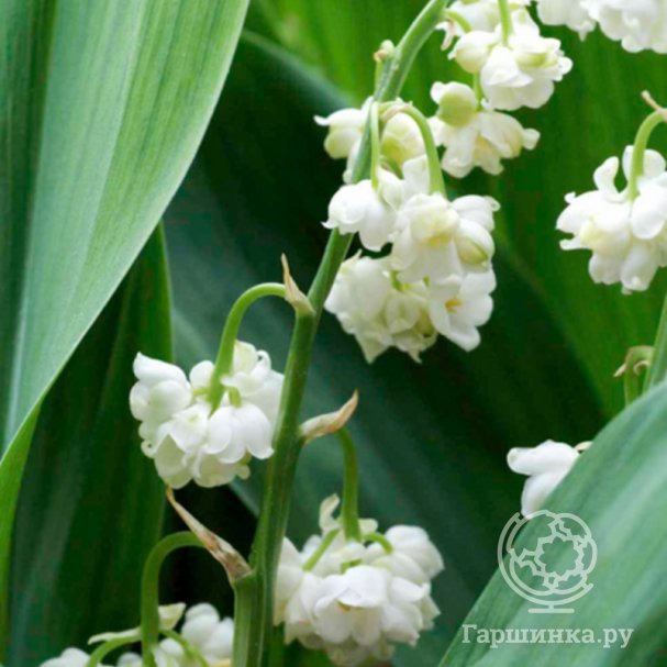 Ландыш Флоре Плена майский купить в Москве по низкой цене - интернет ...