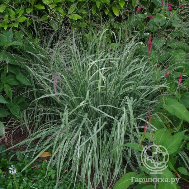 Молиния Мостенвельд тростниковая купить в Москве по низкой цене ...