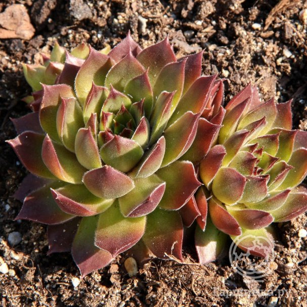 Молодило Алхимик купить в Москве по низкой цене - интернет-магазин Гаршинка