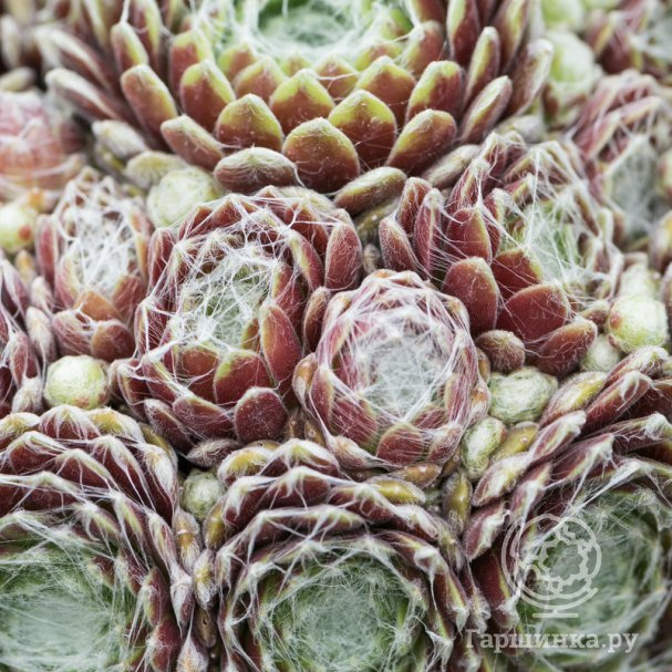 Молодило Ариес купить в Москве по низкой цене - интернет-магазин Гаршинка