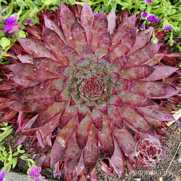 Молодило Бигсам Пауэр Кантри Ред купить в Москве по низкой цене ...