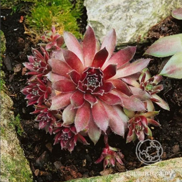 Молодило Липари купить в Москве по низкой цене - интернет-магазин Гаршинка