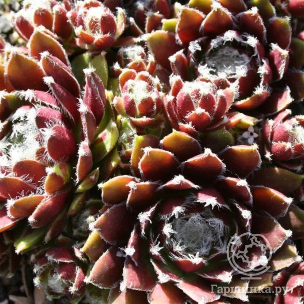 Молодило Силберкарнеол купить в Москве по низкой цене - интернет ...