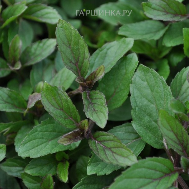 Мята Мятный леденец купить в Москве по низкой цене - интернет-магазин ...