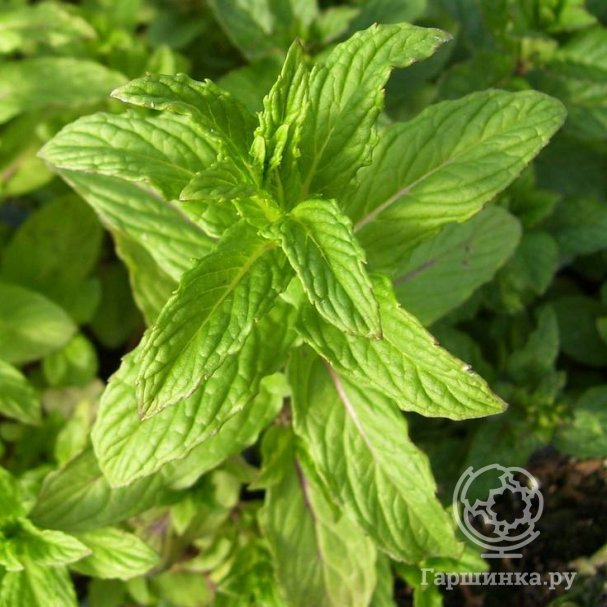 Мята Тимьян купить в Москве по низкой цене - интернет-магазин Гаршинка