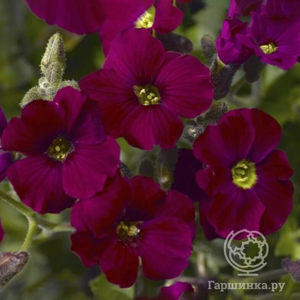 Обриета Акцент Бургунди купить в Москве по низкой цене - интернет ...