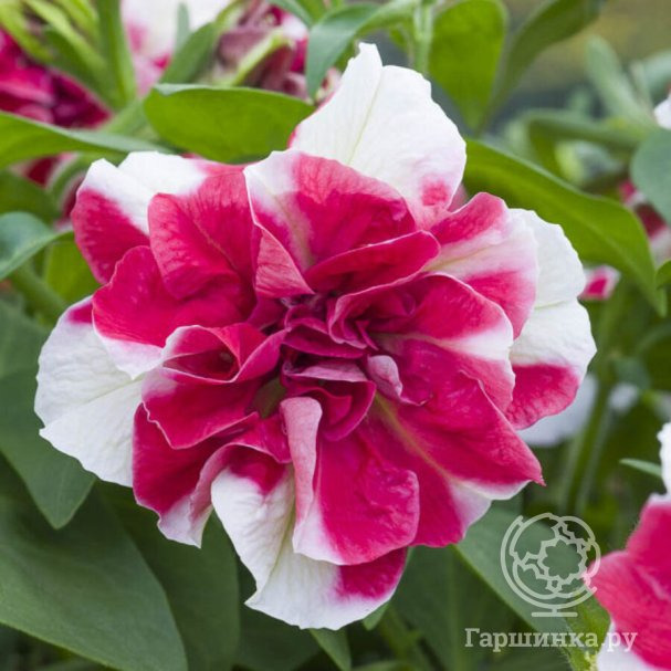 Петуния вегетативная Тумбелина Компакт Скарлет Риппл купить в Москве по ...