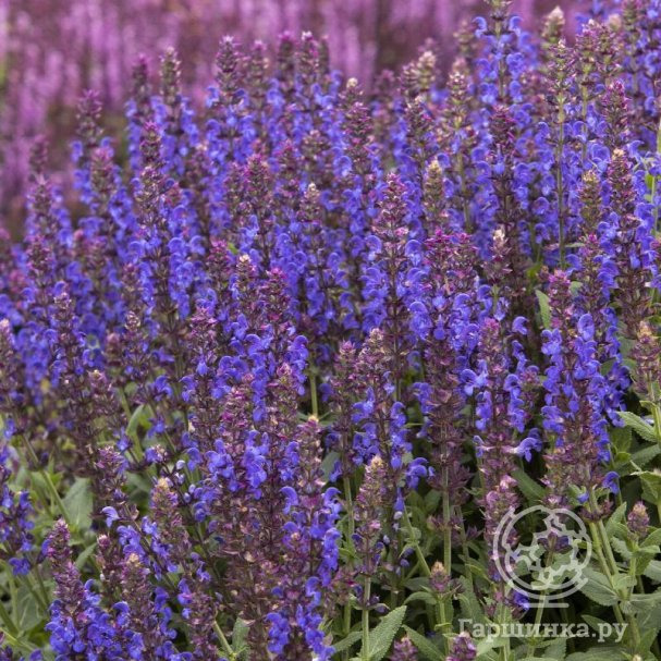 Шалфей (Сальвия) дубравный Алекс Блю купить в Москве по низкой цене ...
