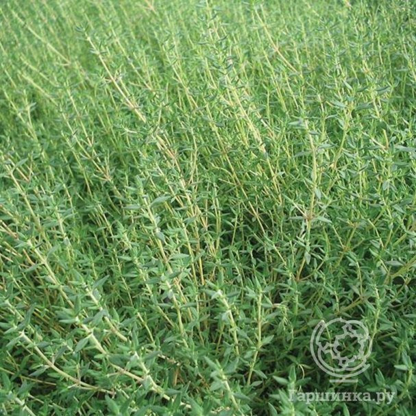 Тимьян Оранж лимоннопахнущий купить в Москве по низкой цене - интернет ...