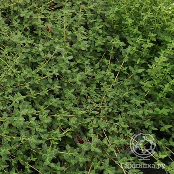 Тимьян Саммер Дрим лимоннопахнущий купить в Москве по низкой цене ...