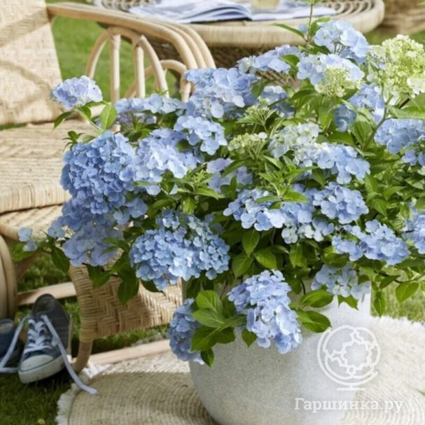 Гортензия Френч Болеро Блю ампельная купить в Москве по низкой цене ...