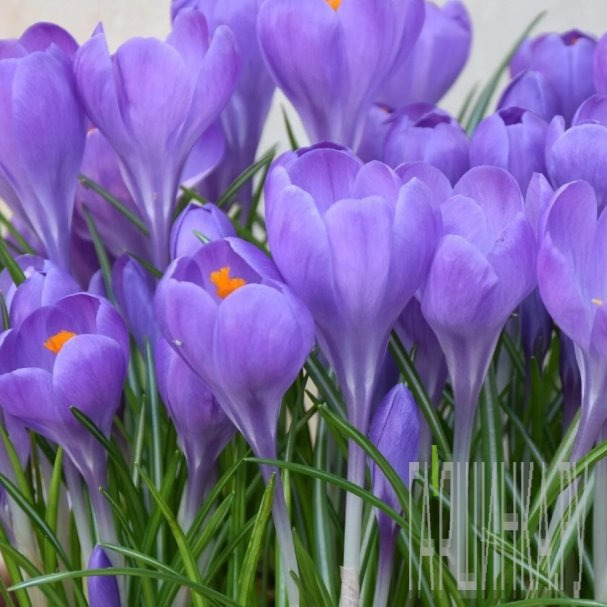 Крокус Аква 15 шт купить в Москве по низкой цене - интернет-магазин ...