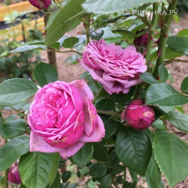 Роза Дьюранс Ансьон купить в Москве по низкой цене - интернет-магазин ...