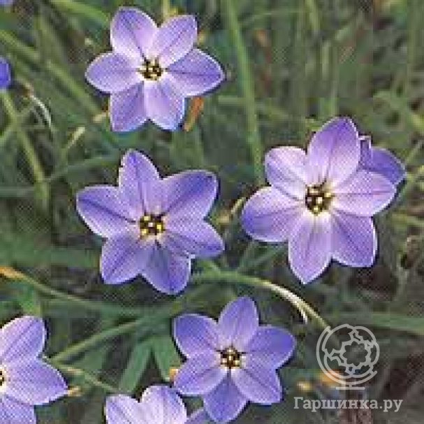 Ифейон Froyle Mill 10шт купить в Москве по низкой цене - интернет ...