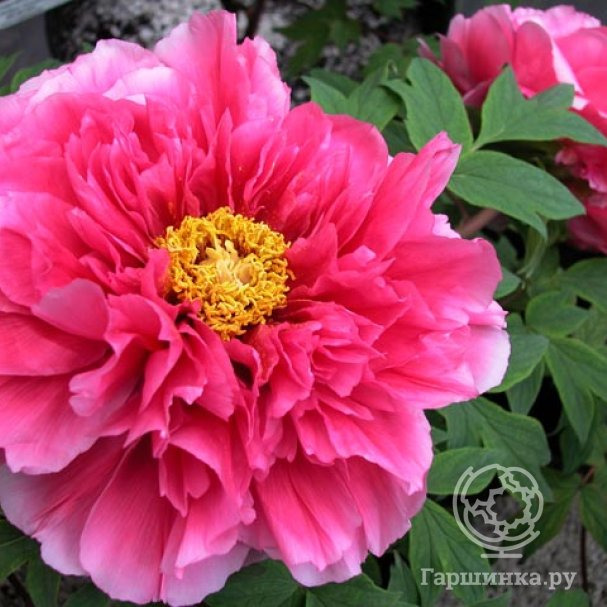 Пион Као древовидны купить в Москве по низкой цене - интернет-магазин ...
