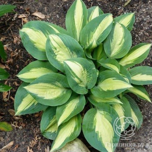 Хоста Чайн Лайтнин (M) купить в Москве по низкой цене - интернет ...