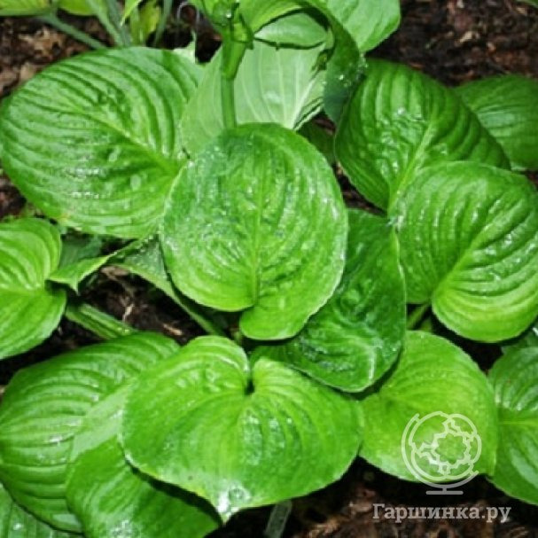 Хоста Мохито (M) купить в Москве по низкой цене - интернет-магазин Гаршинка