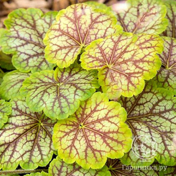 Гейхера Ван Гог купить в Москве по низкой цене - интернет-магазин Гаршинка