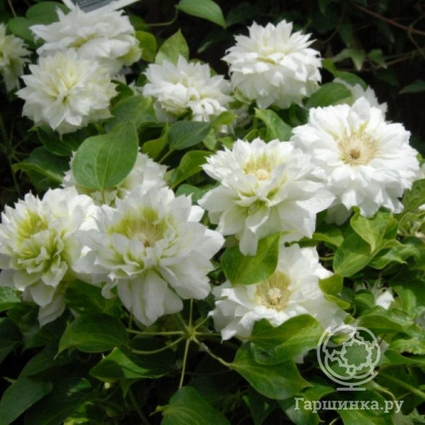 Клематис Дачес оф Эдинбург крупноцветковый (2) купить в Москве по ...