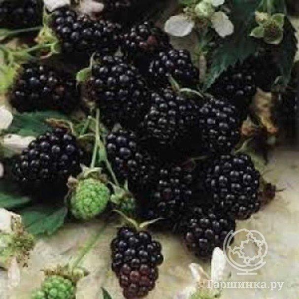 Ежевика Schwarze Perle купить в Москве по низкой цене - интернет ...