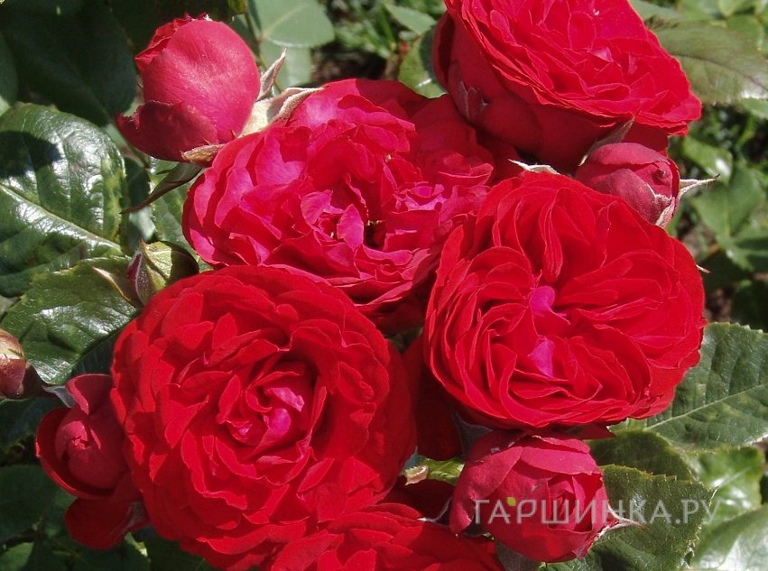 Роза Хот Рококо флорибунда, Тантау купить в Москве по низкой цене ...