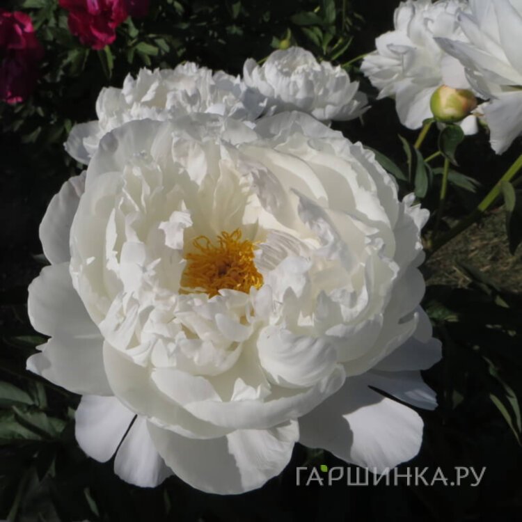 Пион White Grace купить в Москве по низкой цене - интернет-магазин Гаршинка