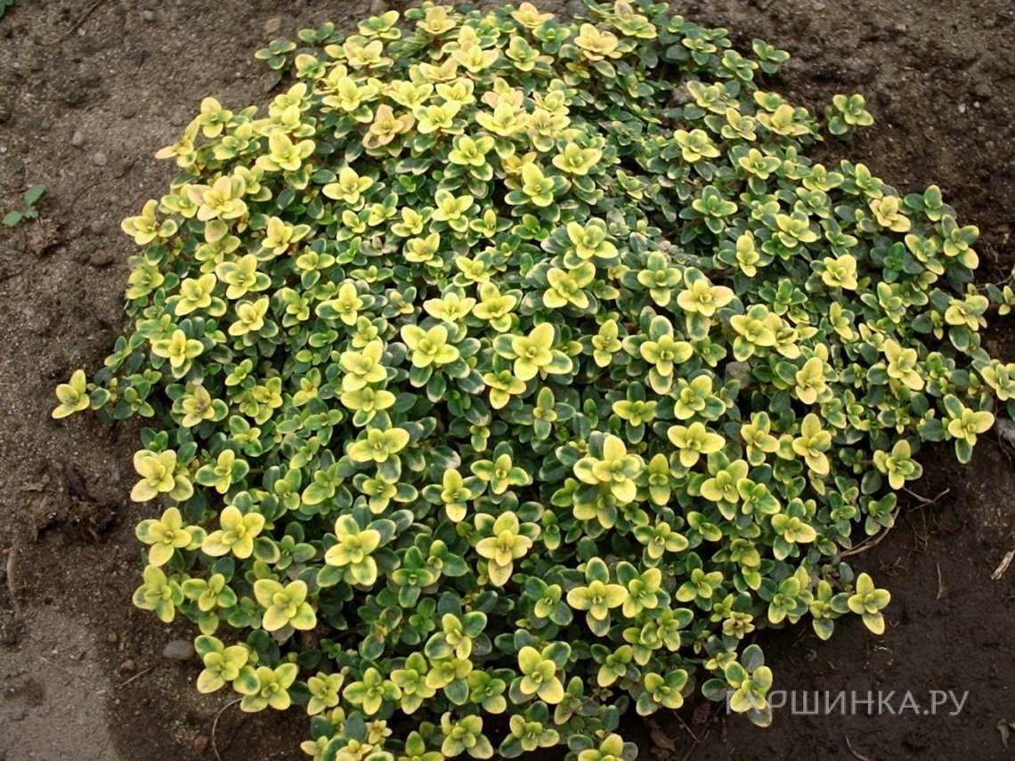 Тимьян Лемон купить в Москве по низкой цене - интернет-магазин Гаршинка