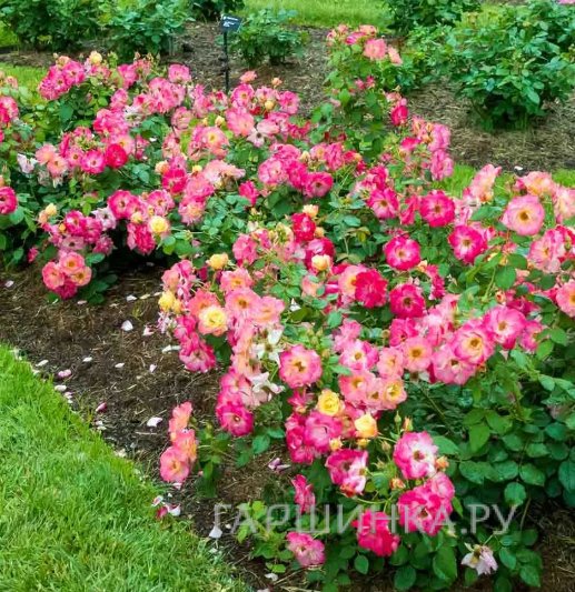 Роза Кэмпфайр канадская парковая (лиц) купить в Москве по низкой цене ...