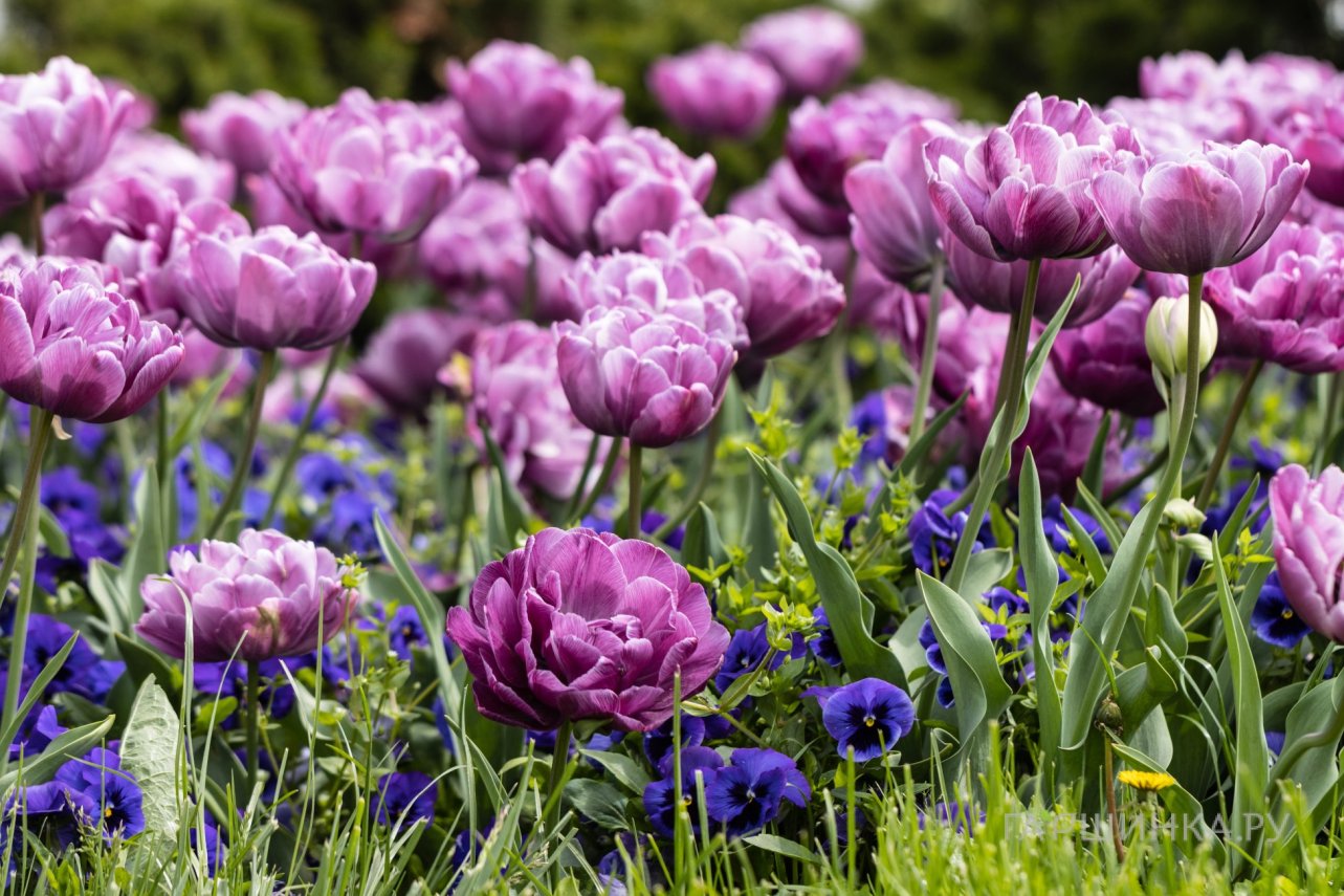 Тюльпан Блу Спектакль махровый 3 шт купить в Москве по низкой цене ...