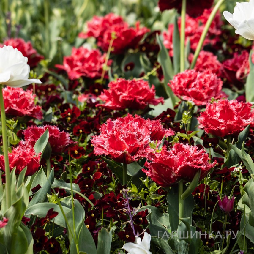 Тюльпан Крэнберри Тристл бахромчатый 4шт купить в Москве по низкой цене ...