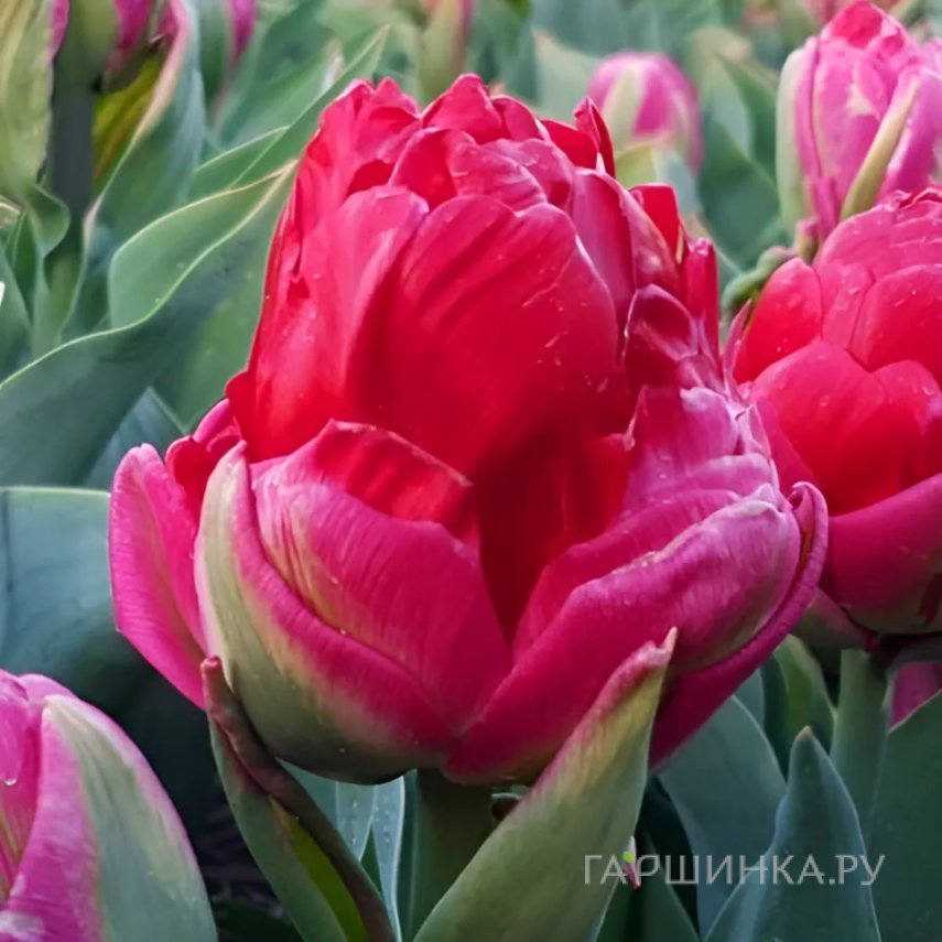 Тюльпан Айс Крим Кренберри махровый поздний 2 шт купить в Москве по ...