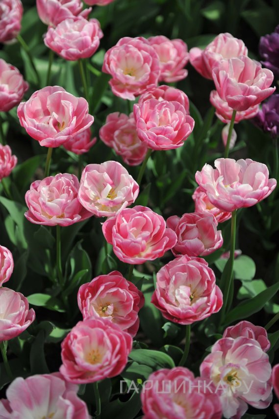 Тюльпан Вог махровый поздний 5 шт купить в Москве по низкой цене ...