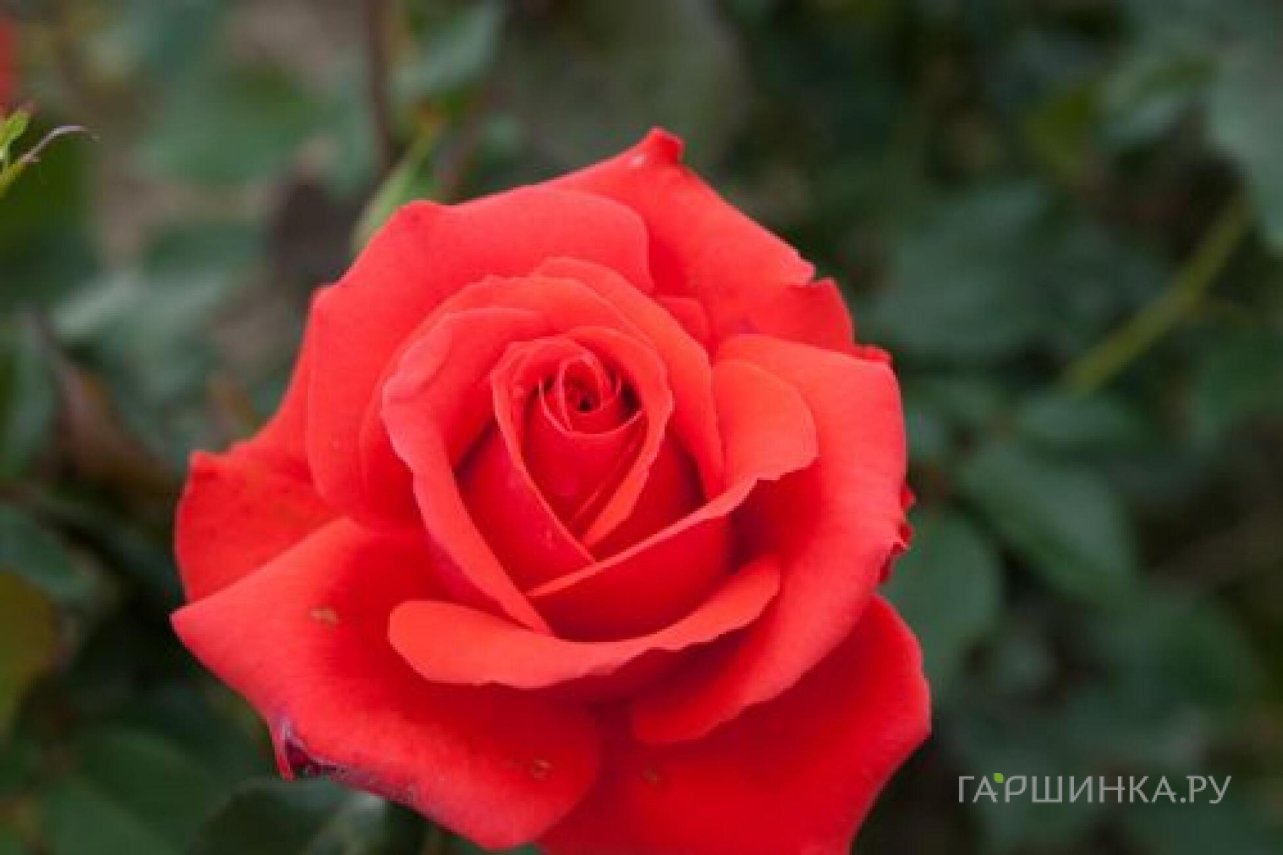 Роза Канегем флорибунда купить в Москве по низкой цене - интернет ...