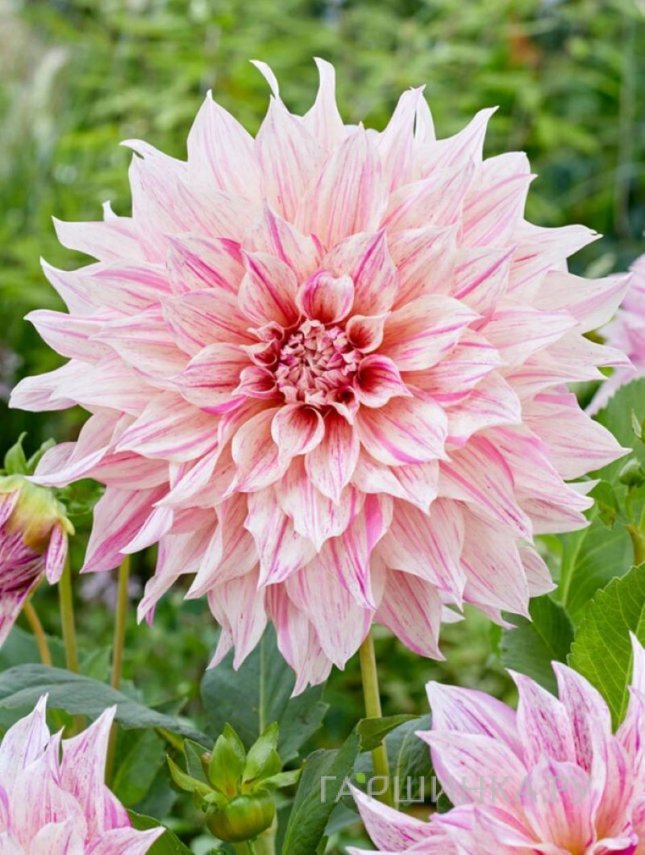 Георгина Кафе о Лейт Твист декоративная купить в Москве по низкой цене ...