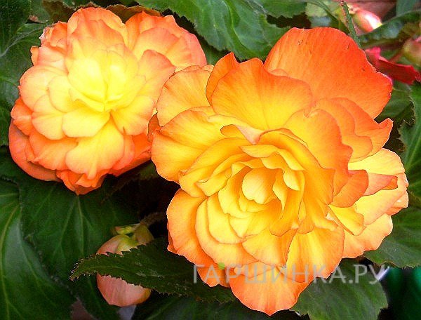 Бегония Пикоти Каскад Санрей 2 шт купить в Москве по низкой цене ...