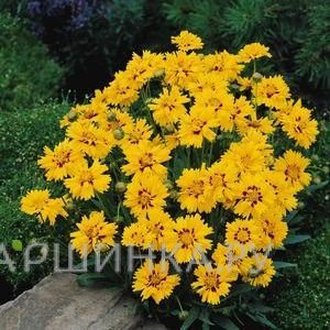 Кореопсис Rising Sun купить в Москве по низкой цене - интернет-магазин ...