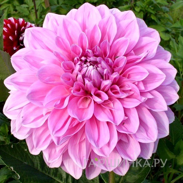 Георгина Лавандер Перфекшн декоративная купить в Москве по низкой цене ...