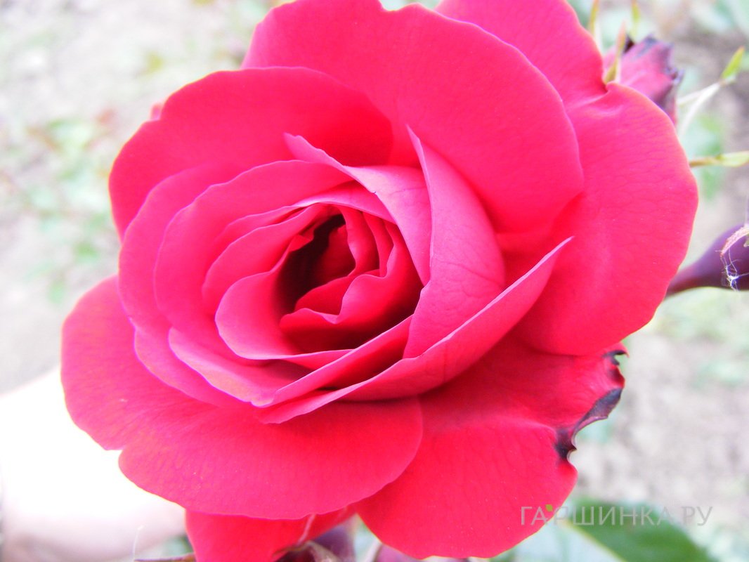 Роза Матиас Рекс флорибунда, Топалович купить в Москве по низкой цене ...