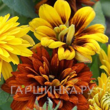 Рудбекия Moroccan Sun купить в Москве по низкой цене - интернет-магазин ...