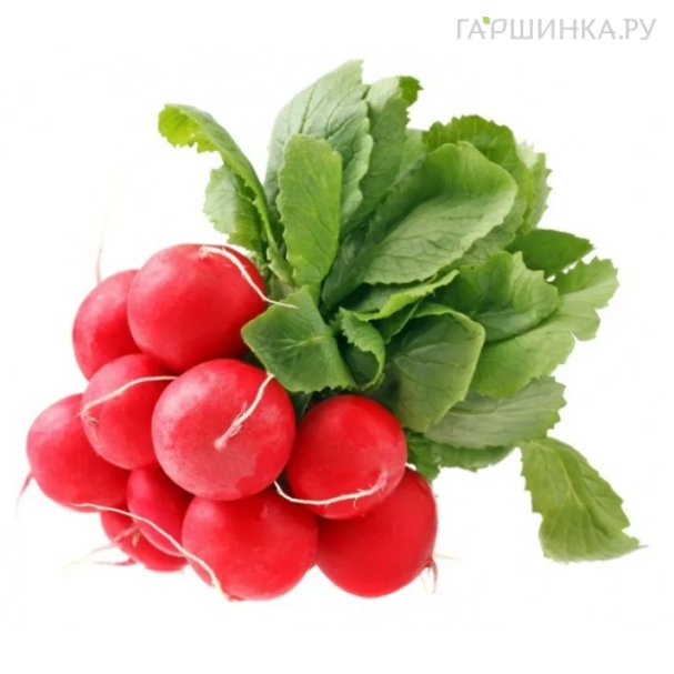 Семена редиса купить в Москве по низкой цене - интернет-магазин Гаршинка